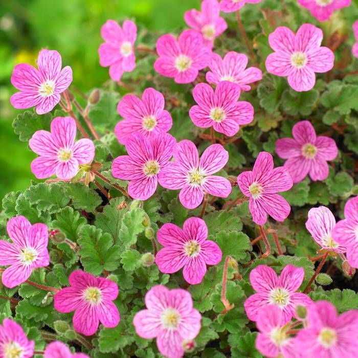 Buy Erodium variabile 'Bishop's Form' 9 cm p affordable | Gardens4You.co.uk