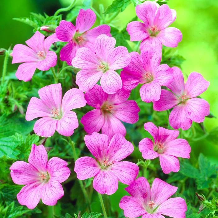 Buy Geranium oxonianum Rose Clair 9 cm affordable | Gardens4You.co.uk