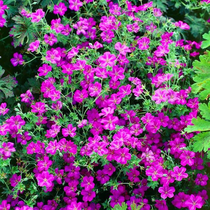 Buy Geranium Riversleaianum Russell Prichard affordable | Gardens4You.co.uk