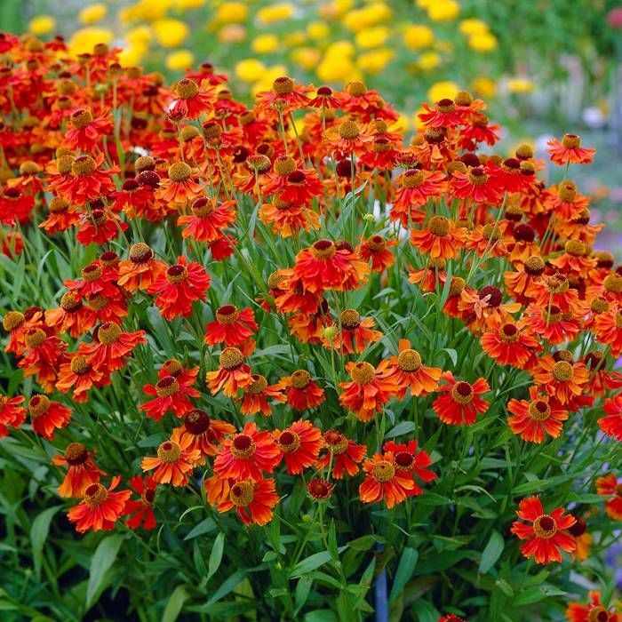 Buy Helenium Moerheim Beauty 9 cm pot affordable | Gardens4You.co.uk