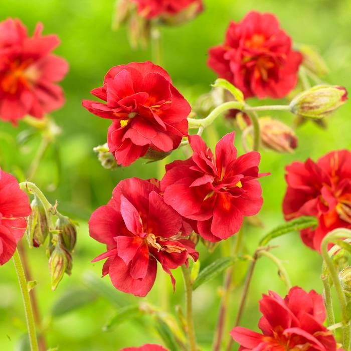 Buy Helianthemum 'Cerise Queen' 9 cm affordable | Gardens4You.co.uk