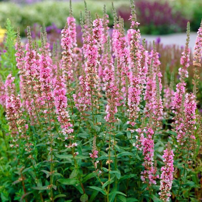 Buy Lythrum Salicaria Blush 9 cm pot affordable | Gardens4You.co.uk