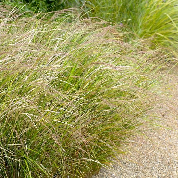Buy Stipa Arundinacea affordable | Gardens4You.co.uk