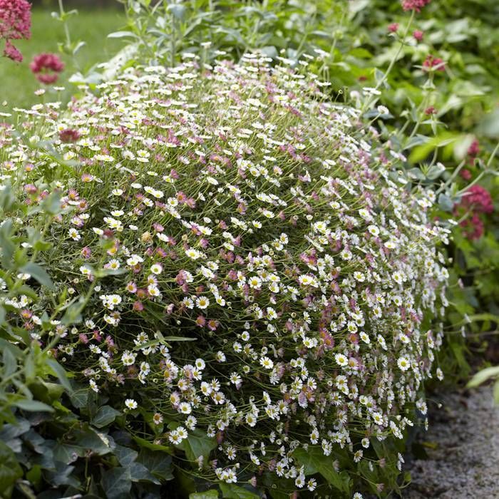 Buy Erigeron karvinskianus 10 cm pot affordable | Gardens4You.co.uk