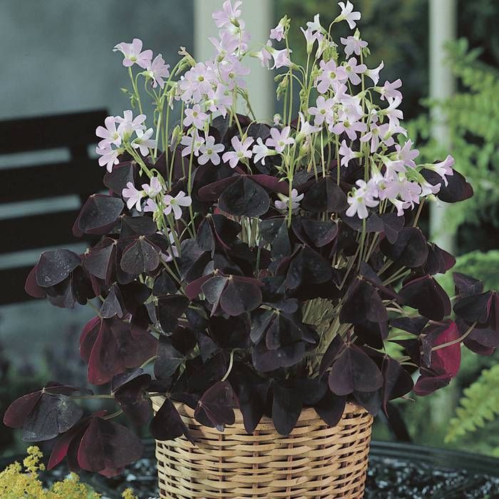 Buy Oxalis Triangularis affordable | Gardens4You.co.uk