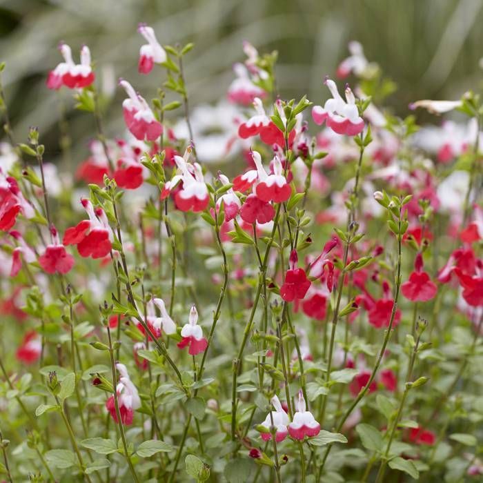 Buy Salvia microphylla Hot Lips 15 cm affordable | Gardens4You.co.uk