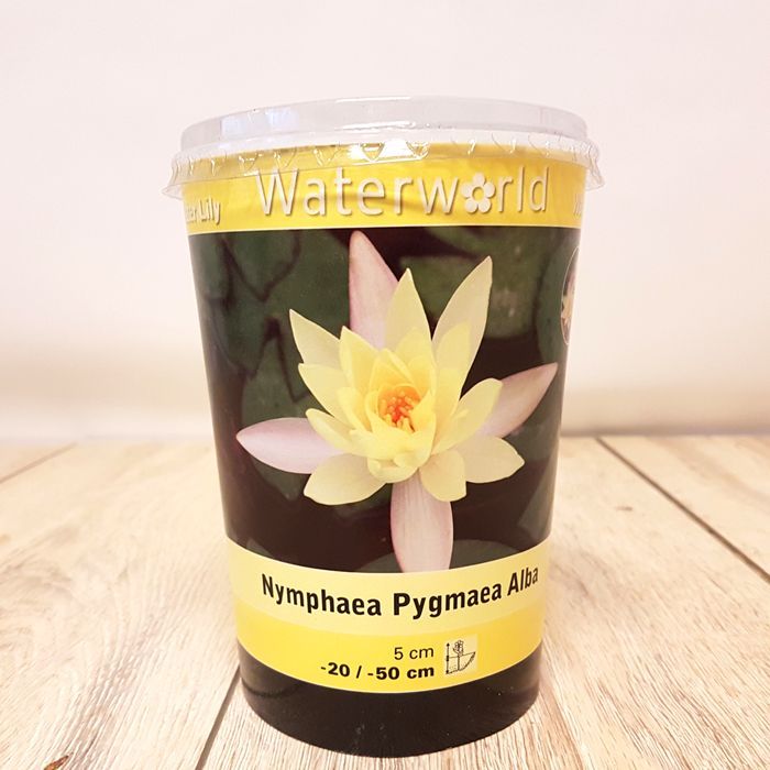 Buy Nymphaea pygmea Alba affordable | Gardens4You.co.uk