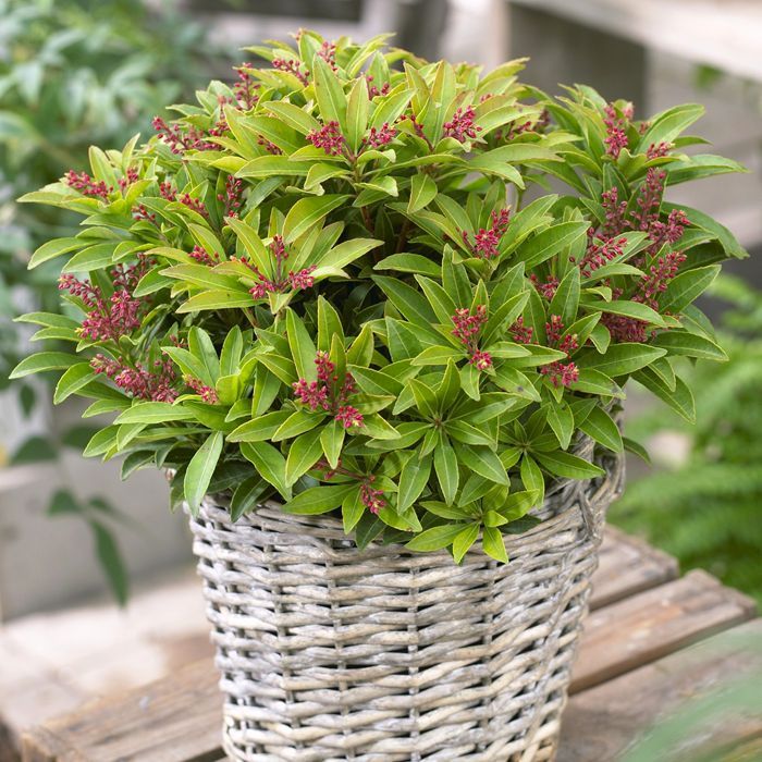 Buy Pieris japonica Cupido 13 cm pot affordable | Gardens4You.co.uk