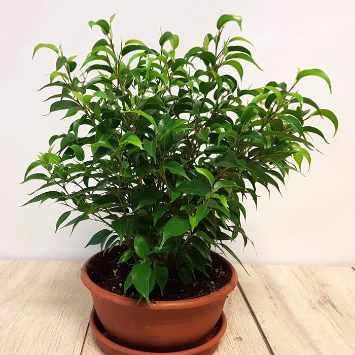Buy Ficus benjamina Natasja P17 Schaal affordable | Gardens4You.co.uk
