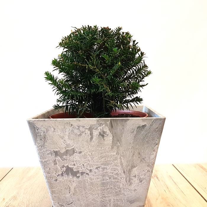 Buy Taxus baccata ball 21 cm pot affordable | Gardens4You.co.uk