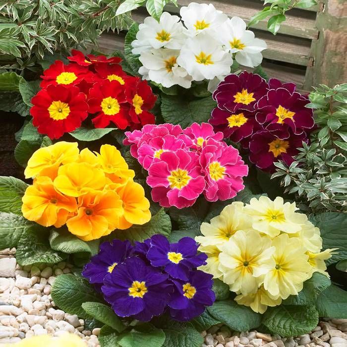 Buy Primrose Primula Acaulis x 5 affordable | Gardens4You.co.uk