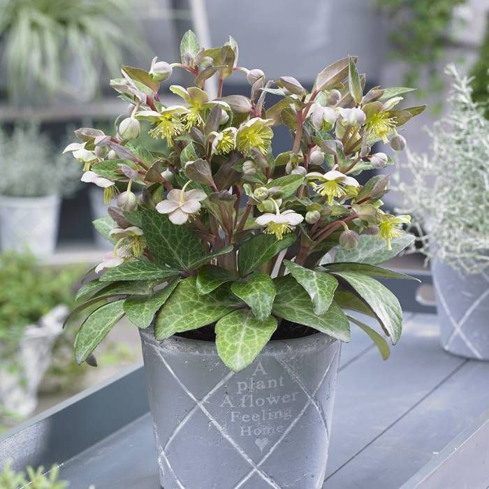 Buy Helleborus Lividus Purple 13 cm pot affordable | Gardens4You.co.uk