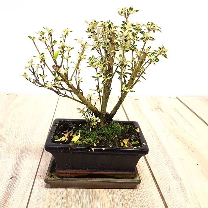 Buy Bonsai Ligustrum Variegata 15 cm affordable | Gardens4You.co.uk