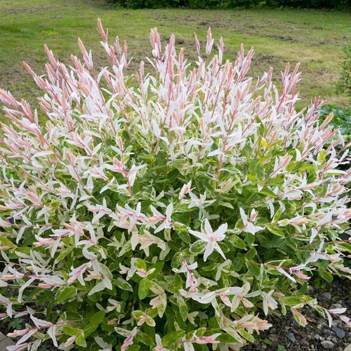 Buy Salix Hakuro Nishiki affordable | Gardens4You.co.uk