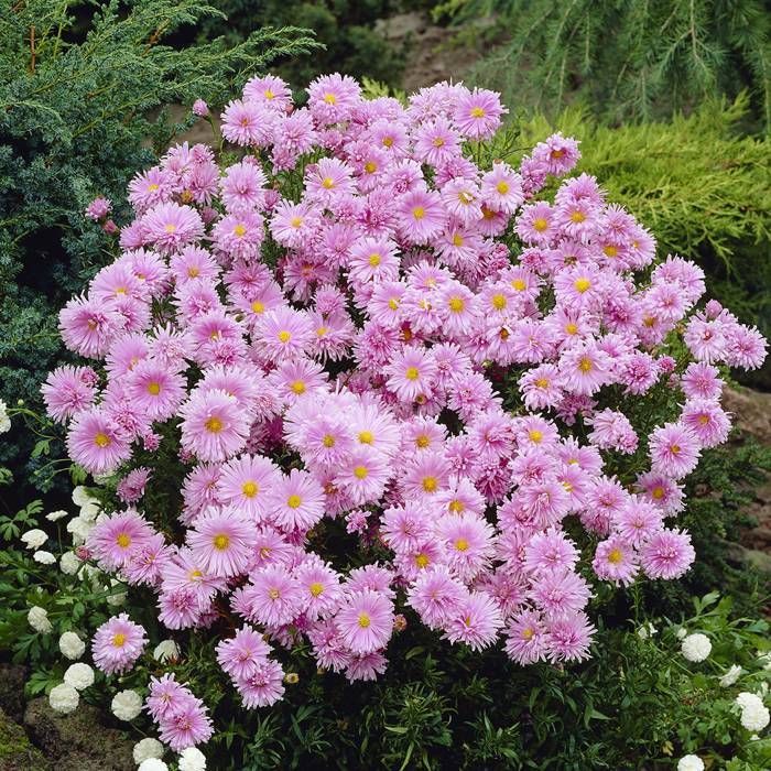 Buy Aster novi belgii Fellowship affordable | Gardens4You.co.uk