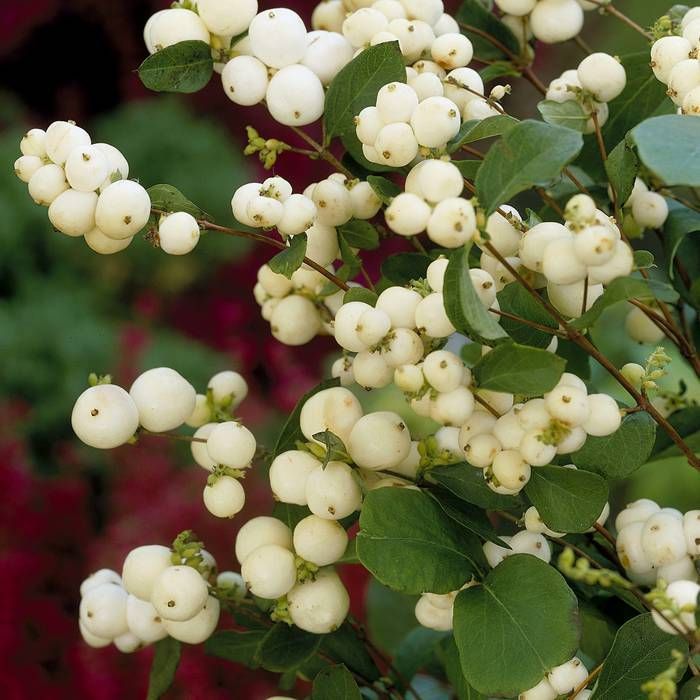 Buy Symphoricarpos White Hedge affordable | Gardens4You.co.uk