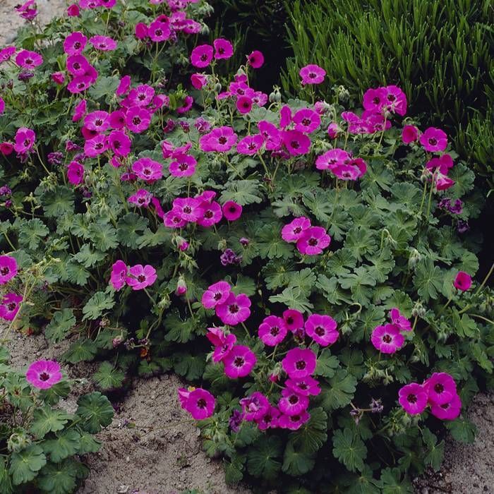 Buy Geranium Ann Folkard affordable | Gardens4You.co.uk