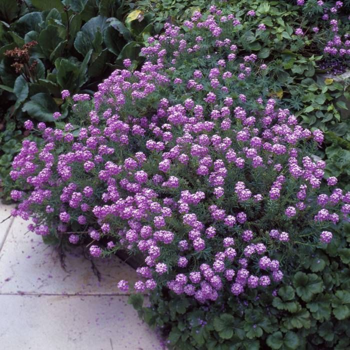 Buy Phuopsis Stylosa affordable | Gardens4You.co.uk