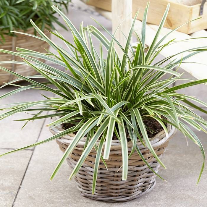 Buy Carex morrowii Ice Dance 9 cm pot affordable | Gardens4You.co.uk