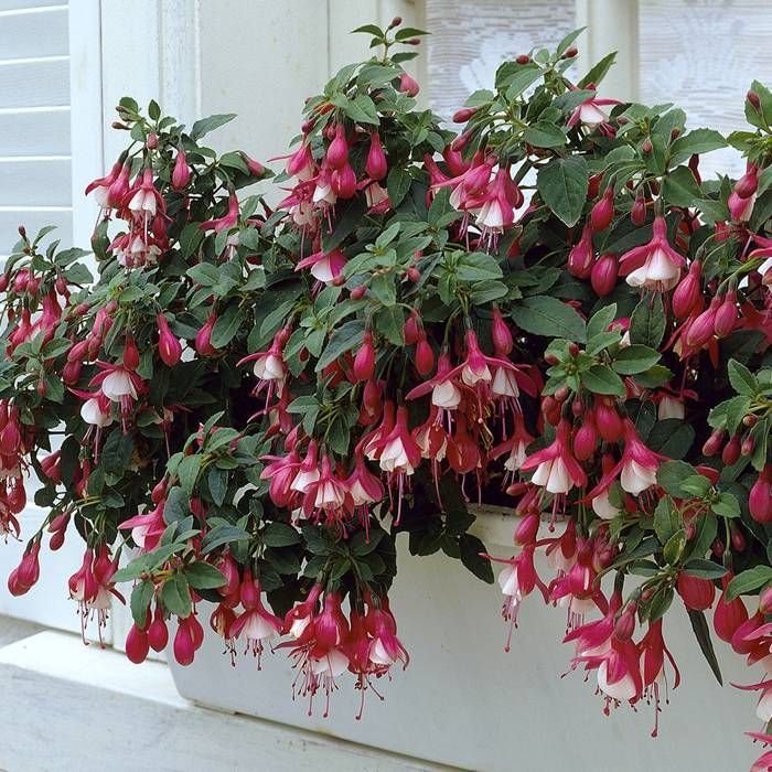 Buy Fuchsia Lady Thumb affordable | Gardens4You.co.uk
