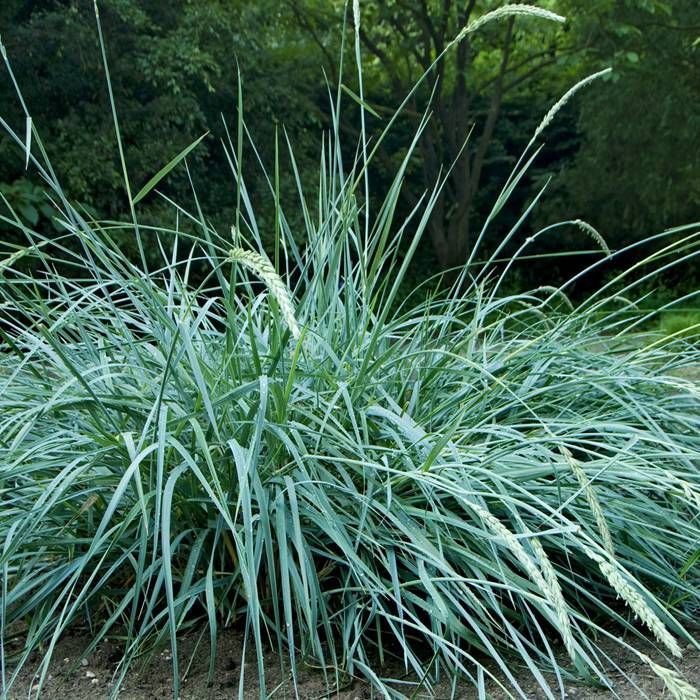 Buy Leymus Arenarius affordable | Gardens4You.co.uk