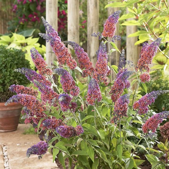 Buy Buddleja davidii bicolour Flower Power affordable | Gardens4You.co.uk