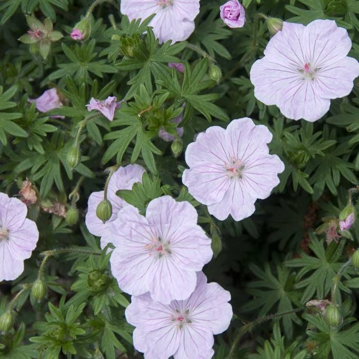 Buy Geranium sanguineum affordable | Gardens4You.co.uk