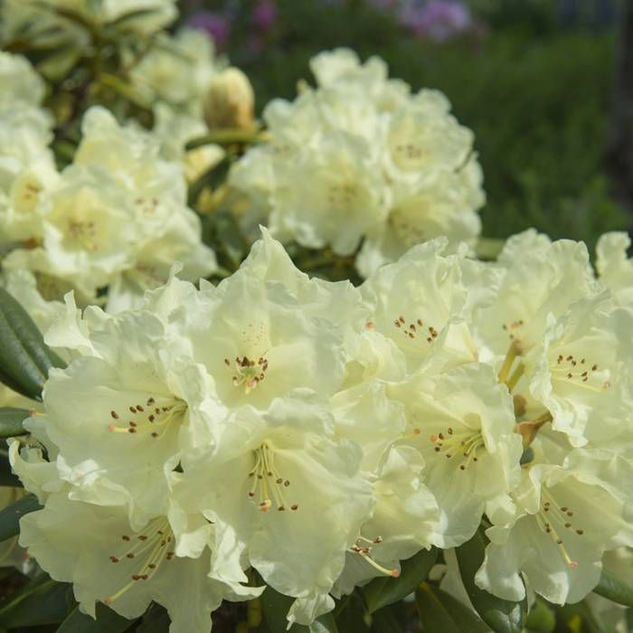 Buy Rhododendron Cream Crest affordable | Gardens4You.co.uk