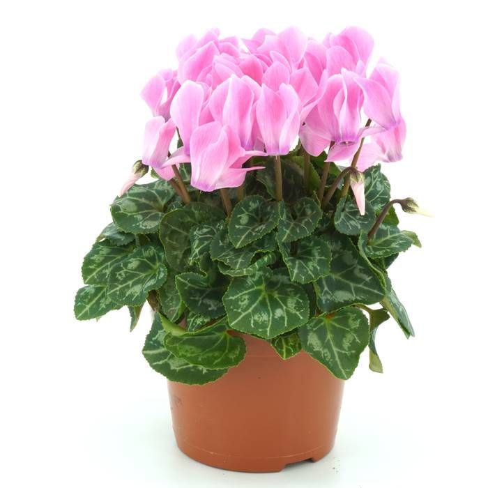 Buy Cyclamen Mini pink affordable | Gardens4You.co.uk