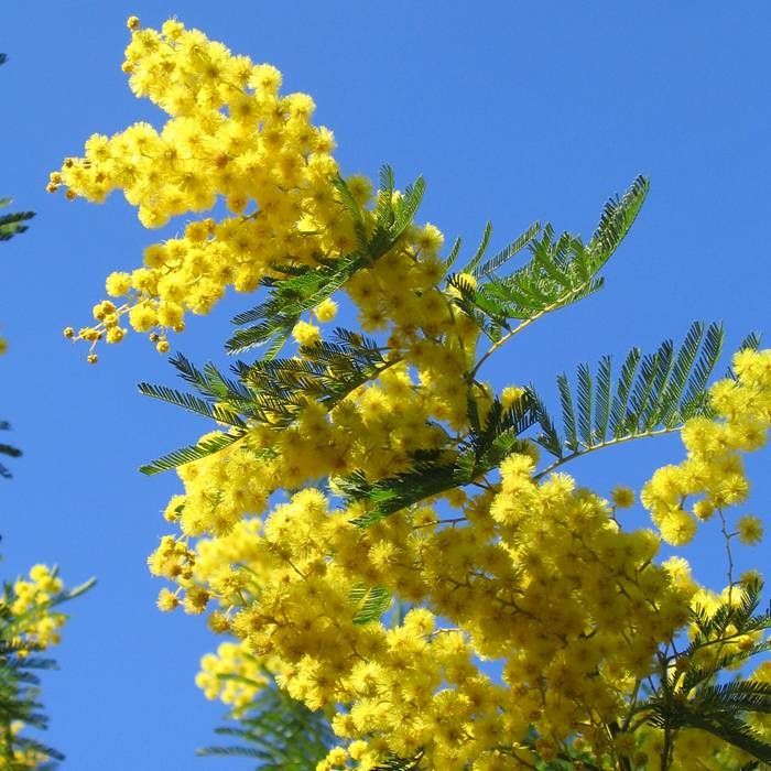 Buy Acacia dealbata Mimosa affordable | Gardens4You.co.uk