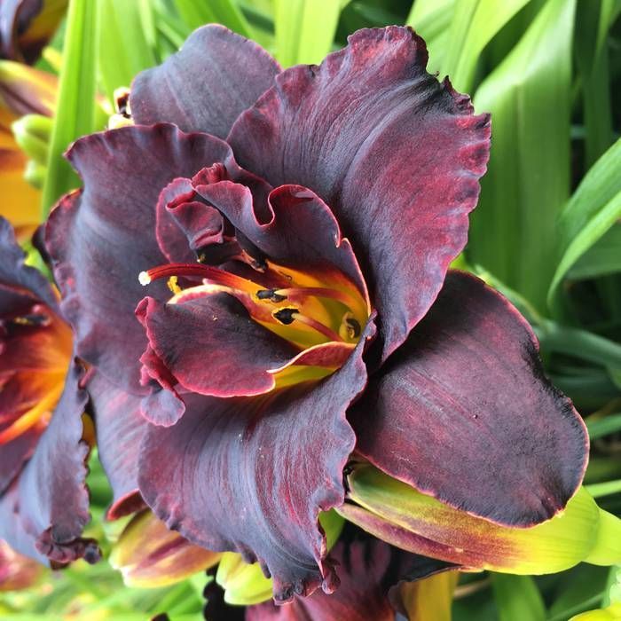 Buy Hemerocallis Voodoo Dancer affordable | Gardens4You.co.uk