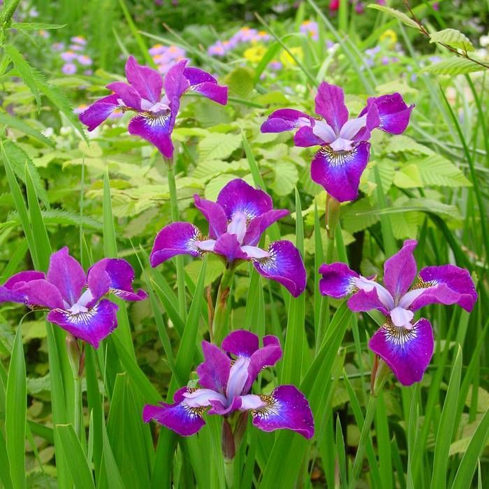 Buy Iris sibirica Roaring Jelly x 3 affordable | Gardens4You.co.uk