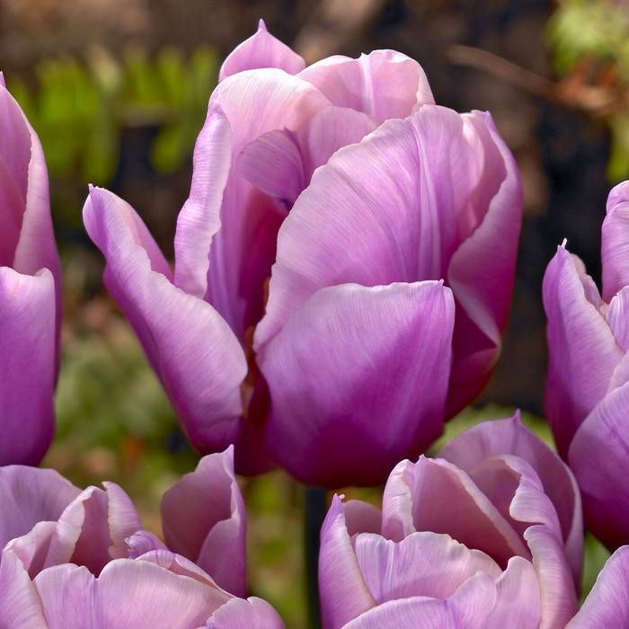 Buy Tulip Holland Beauty 10/11 x 10 affordable | Gardens4You.co.uk