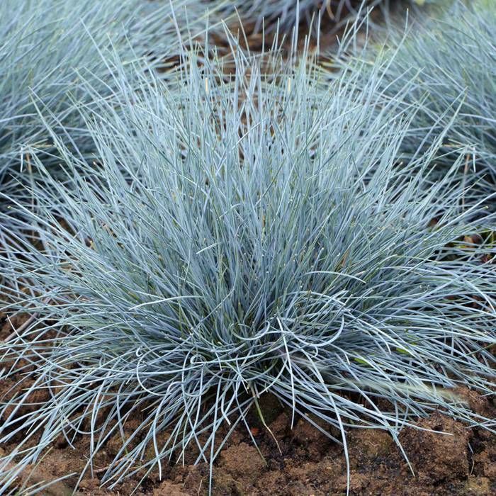 Buy Festuca glauca Elijah Blue P7 affordable | Gardens4You.co.uk