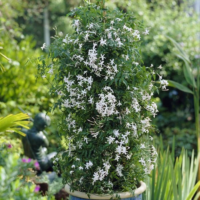 Buy Jasminum Polyanthum affordable | Gardens4You.co.uk