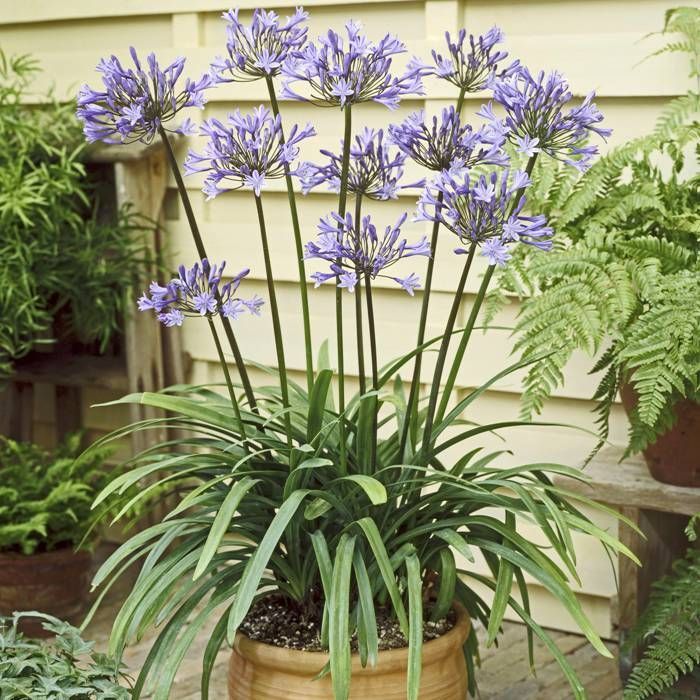 Buy Agapanthus africanus Dr Brouwer affordable | Gardens4You.co.uk