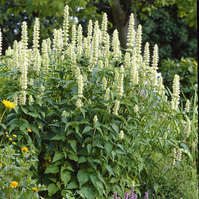 Buy Agastache Black Adder affordable | Gardens4You.co.uk