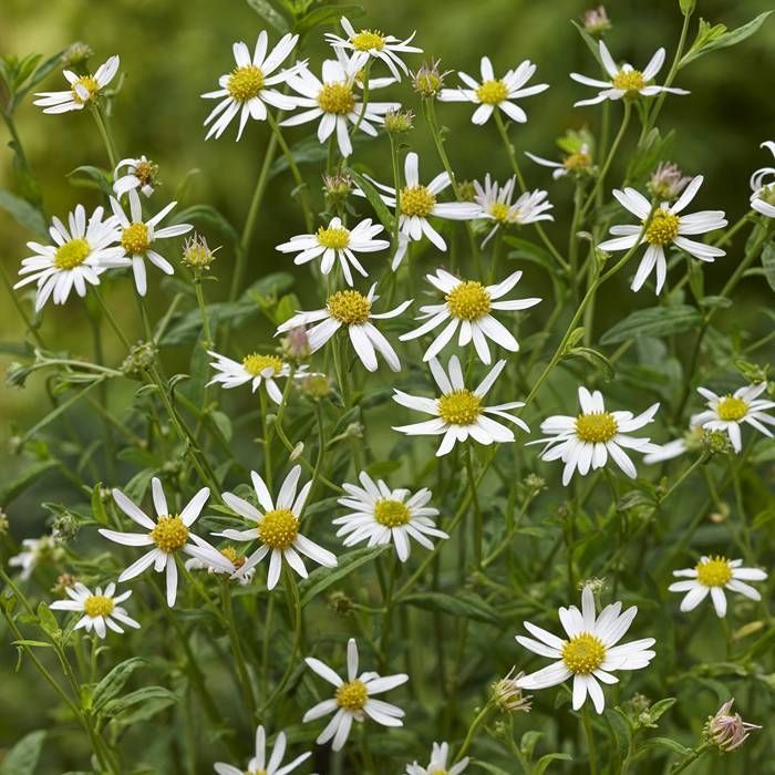 Buy Kalimeris incisa Alba affordable | Gardens4You.co.uk