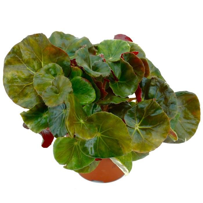 Buy Begonia Red affordable | Gardens4You.co.uk