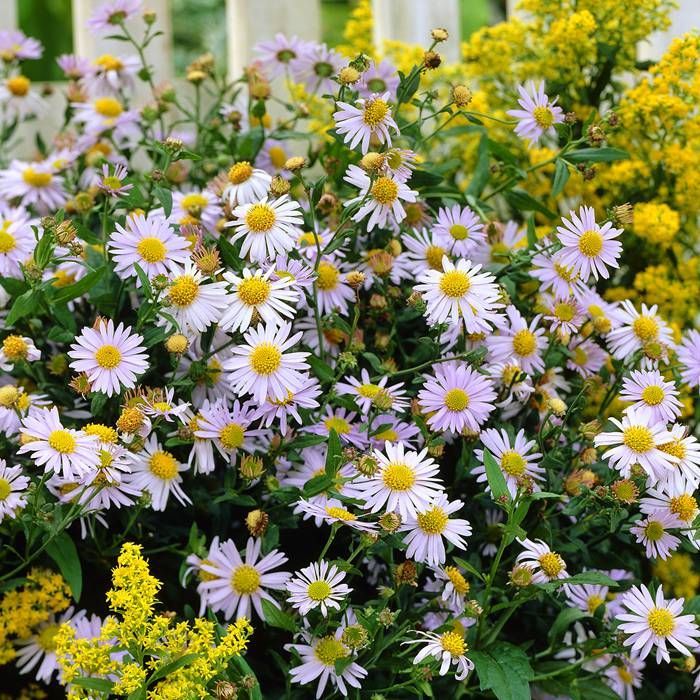 Buy Kalimeris incisa Madiva affordable | Gardens4You.co.uk