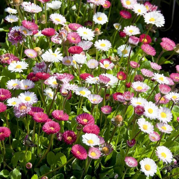 Buy Bellis Perennis Mix affordable | Gardens4You.co.uk