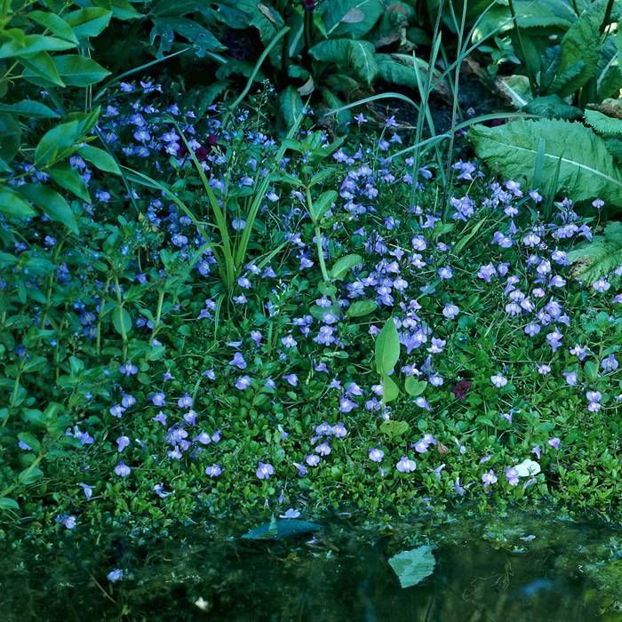 Buy Mazus Reptans affordable | Gardens4You.co.uk