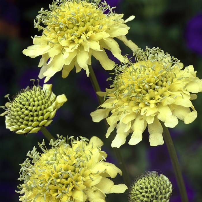 Buy Scabiosa ochroleuca affordable | Gardens4You.co.uk