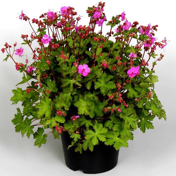 Buy Geranium macrorrhizum Sandy Smiles affordable | Gardens4You.co.uk