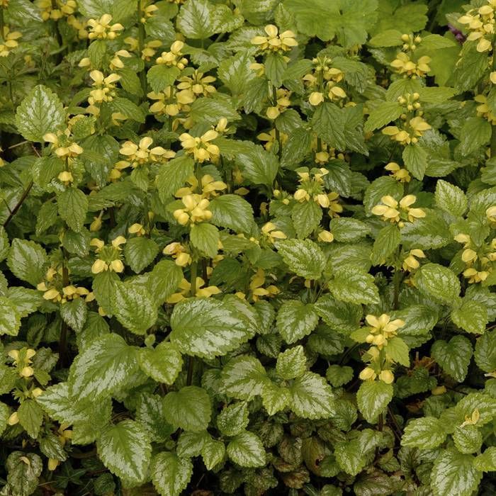 Buy Lamiastrum galeobdolon affordable | Gardens4You.co.uk