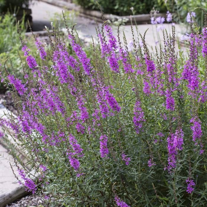 Buy Lythrum Morden Pink 9 cm pot affordable | Gardens4You.co.uk