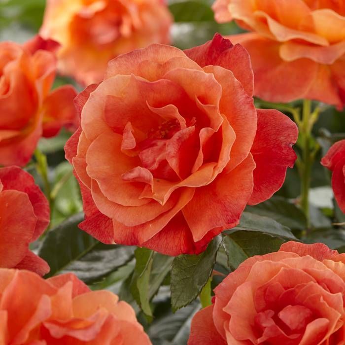 Buy Floribunda Rose Arthur Bell 3ltr Pot affordable | Gardens4You.co.uk