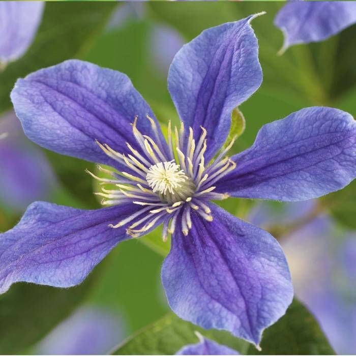 Buy Clematis Arabella 11 cm pot affordable | Gardens4You.co.uk