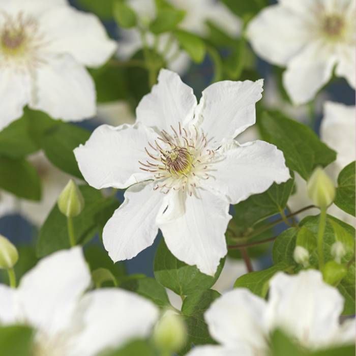 Buy Clematis Destiny 11 cm pot affordable | Gardens4You.co.uk