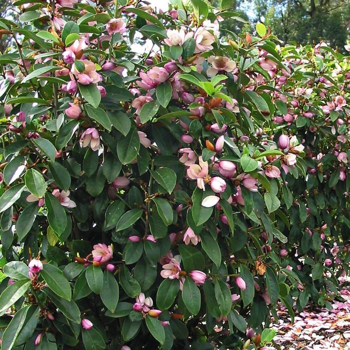 Buy Magnolia Fairy Magnolia Blush 9 cm pot affordable | Gardens4You.co.uk